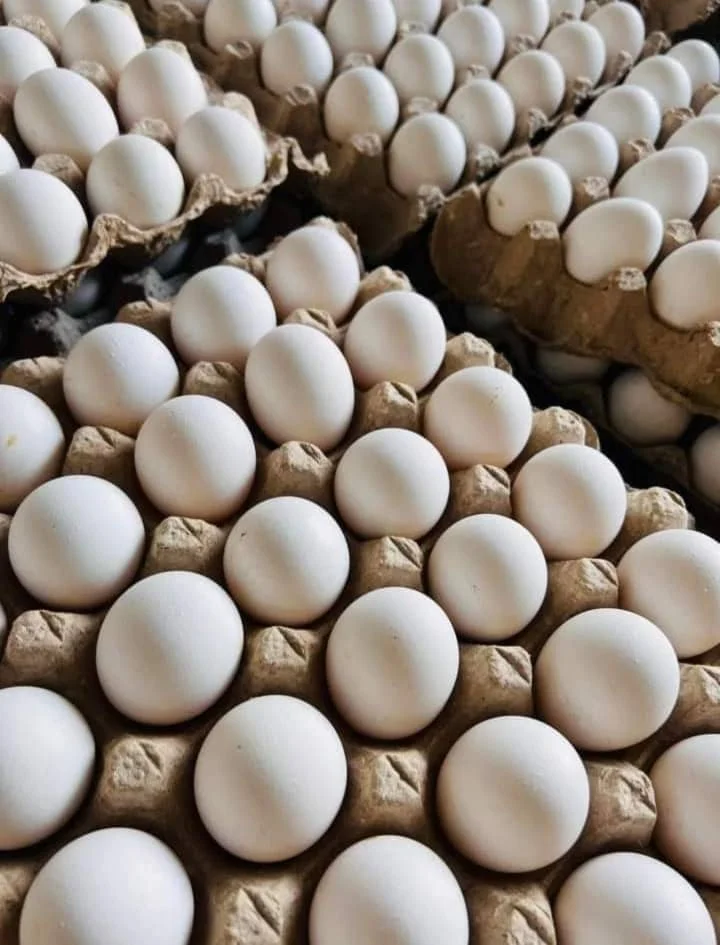 Fresh Organic Poultry Chicken Brown Table Eggs | Hallal Top Quality ...