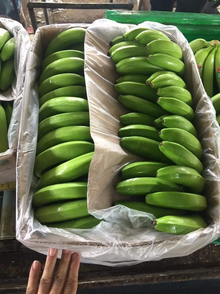 Fresh Cavendish Bananas from Vietnam - 13.5kgs Carton