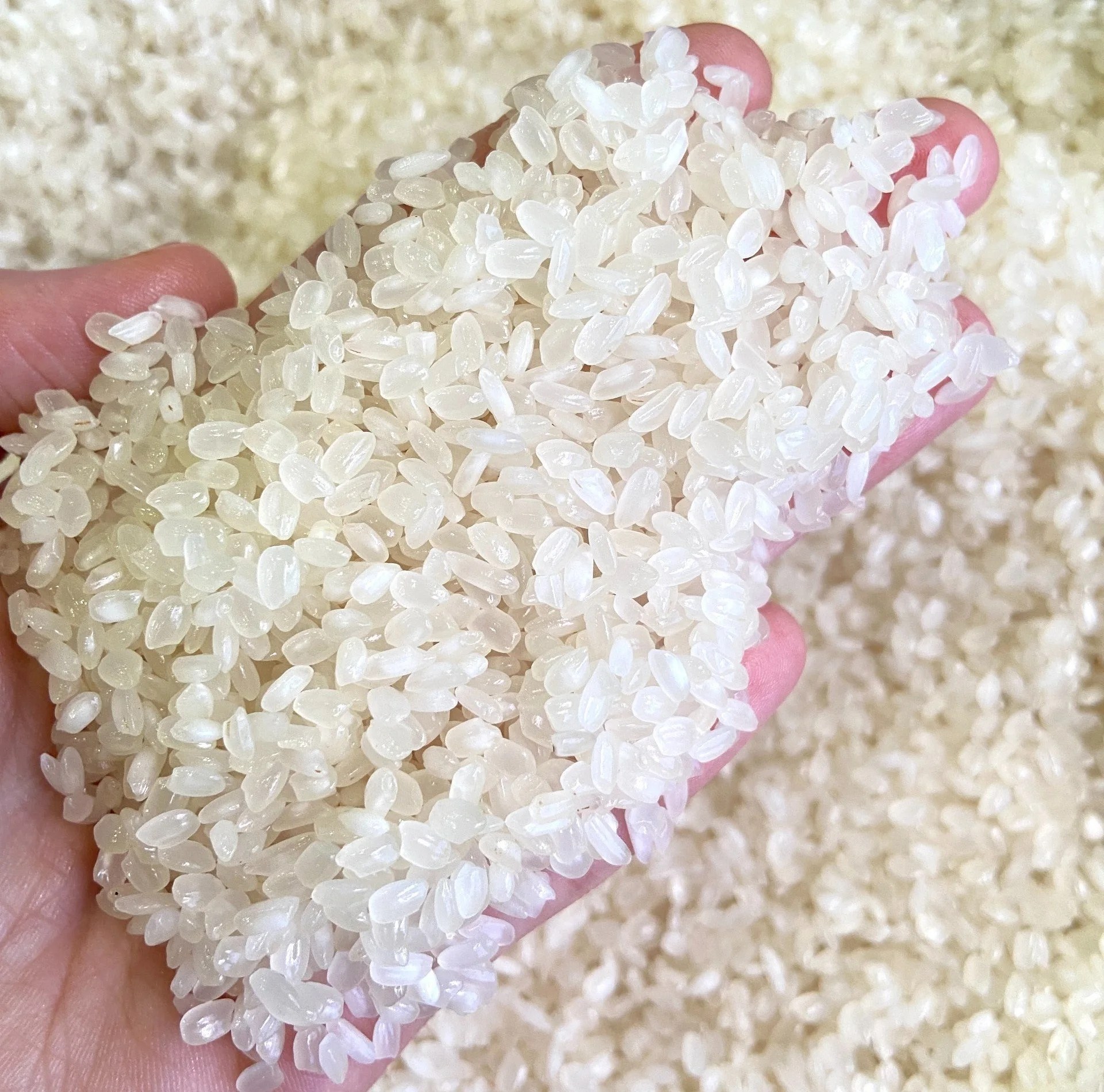 Vietnam Camolino Short Grain Rice Calrose White Rice For Uae Market ...