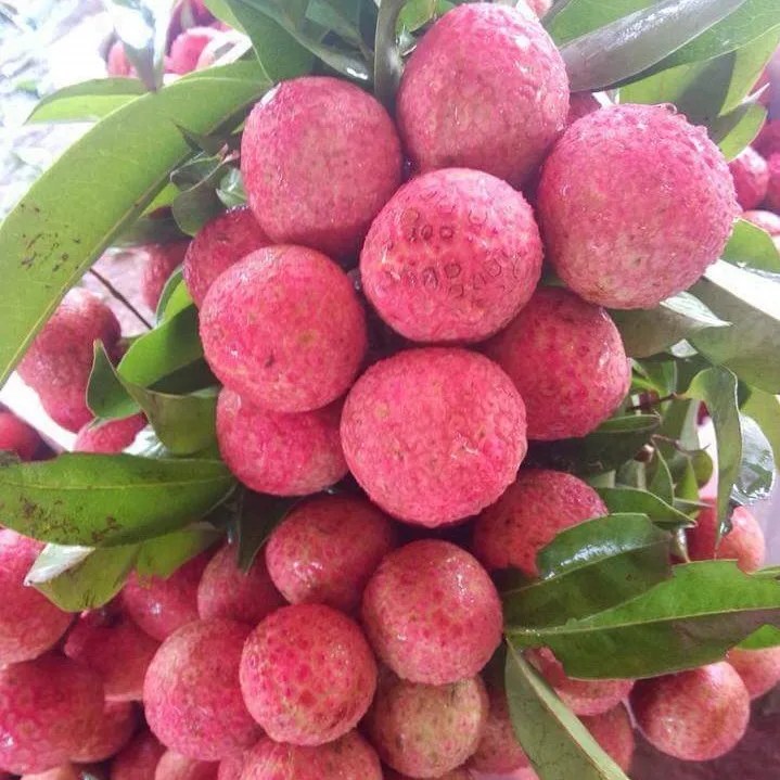 Exporter Frozen Lychee Fruit/iqf Lychee from Vietnam