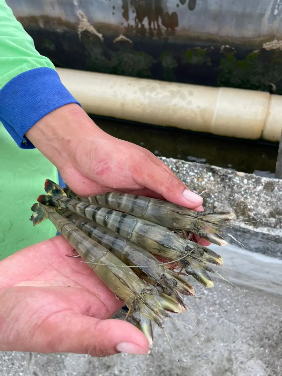 Wholesale Raw Pd Black Tiger Prawn,Fresh Seafood High Quality Peeled ...