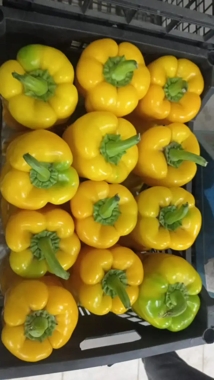 Fresh Capsicum or Bell Pepper for Sale Whole New Crop With Cheap Price ...