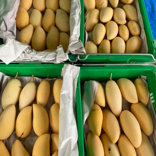 Fresh Namdok Mai Mango From Thailand - Buy Fresh Mango Fresh Fruit And ...