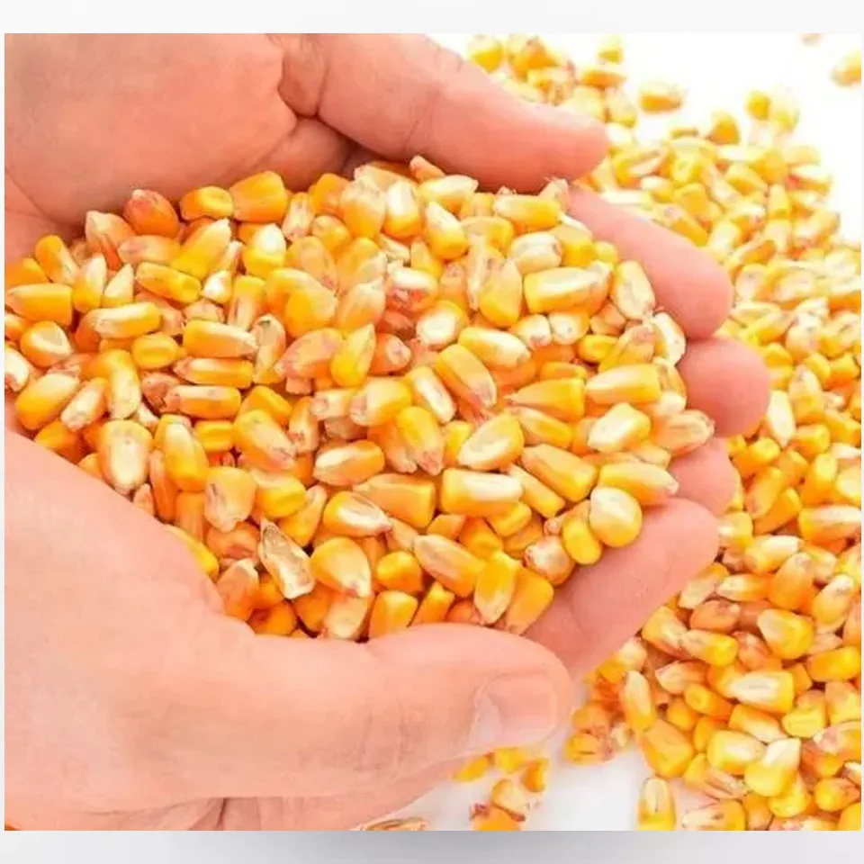 Yellow Corn For South America Maize For Animal Feed Natural Yellow Corn ...