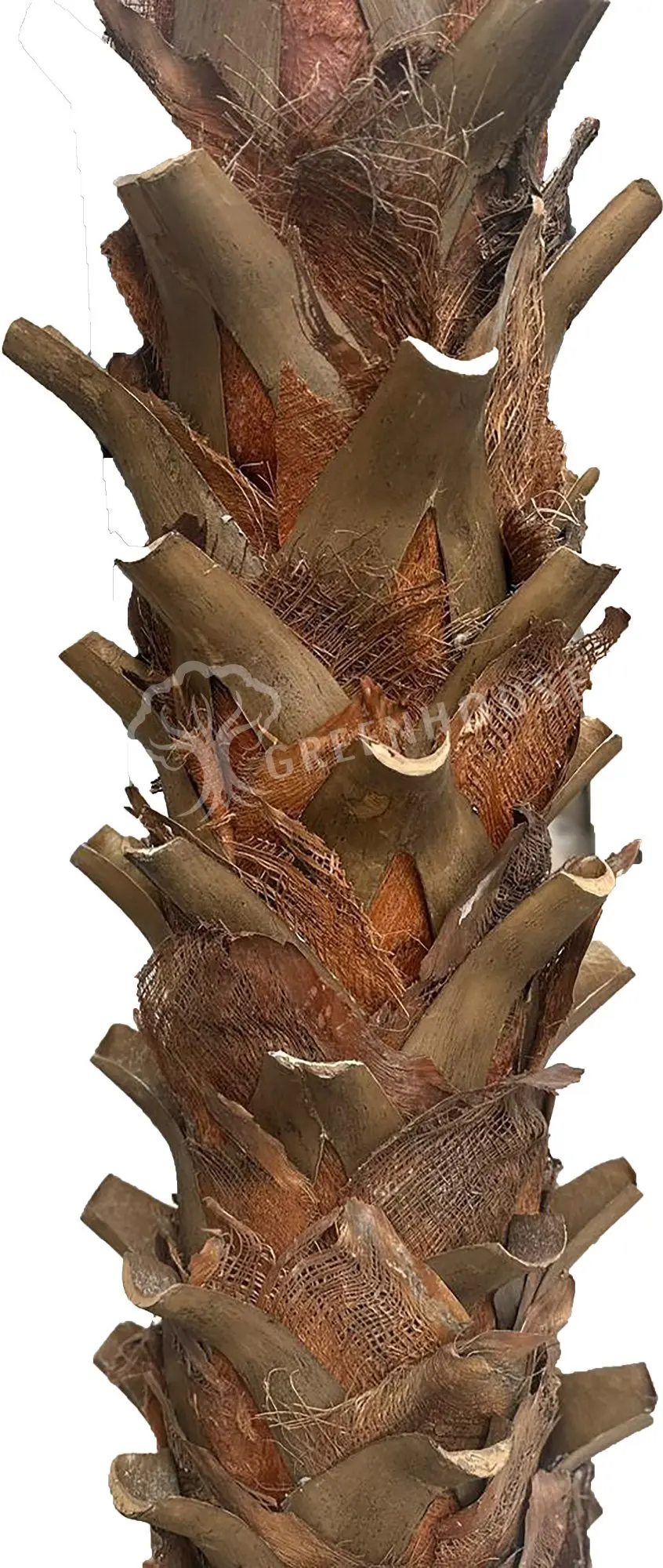 Artificial Date Palm Tree With Natural Preserve Leaf For Indoor ...