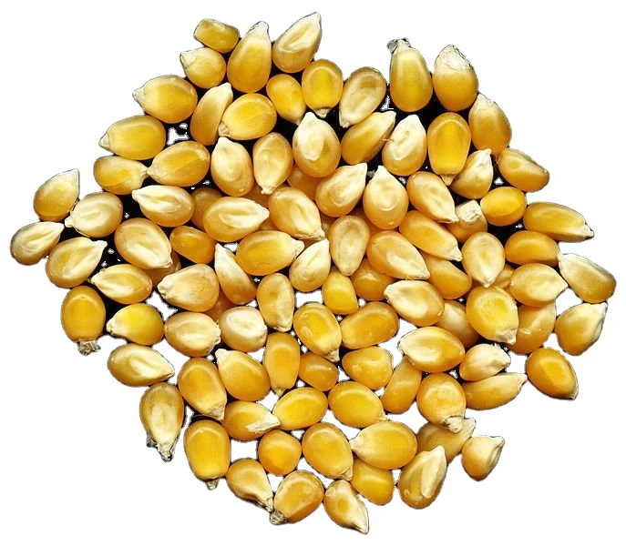 Dried Yellow Corn For Animal Feed In Best Quality Ready For Sale From ...
