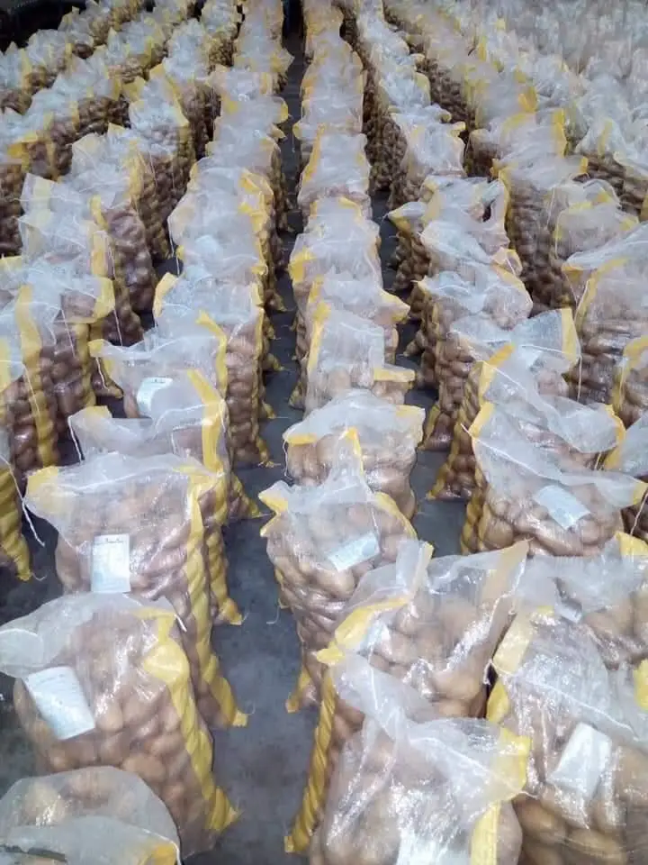 Fresh Potatoes From Egypt (spunta,Kara,Rosetta,Nicola,Diamante,Mondial ...