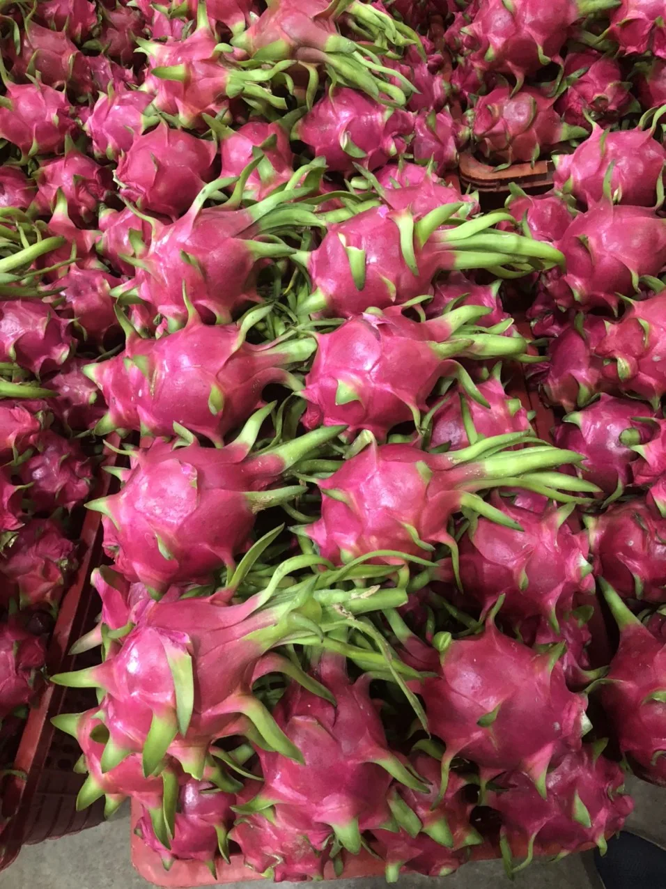 Fresh Dragon Fruit 2024 - Ready To Export To Market Red/white Color ...