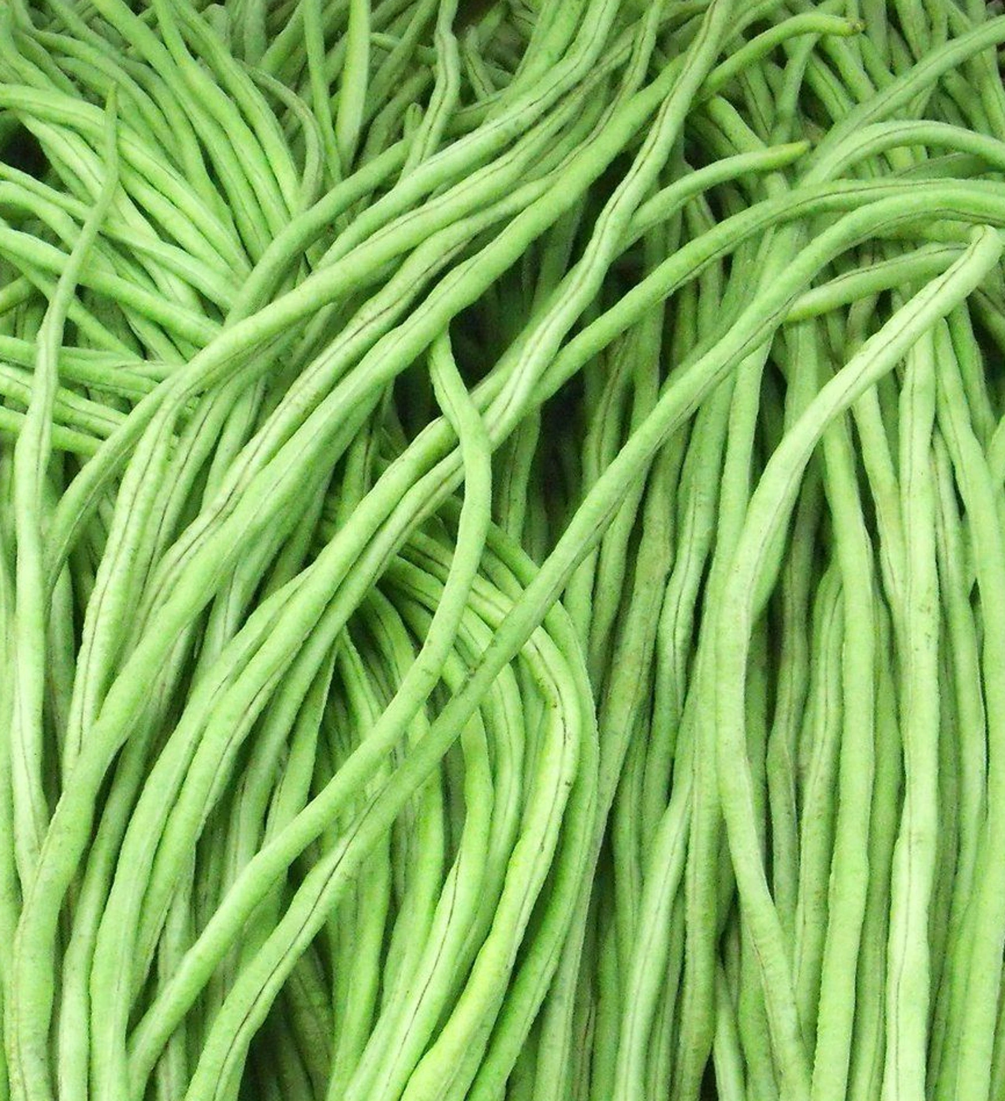 Fresh Green Long Beans - Buy Fresh Green Bean Fava Beans Fresh Fresh Bean Stick Fresh Soya Bean ...