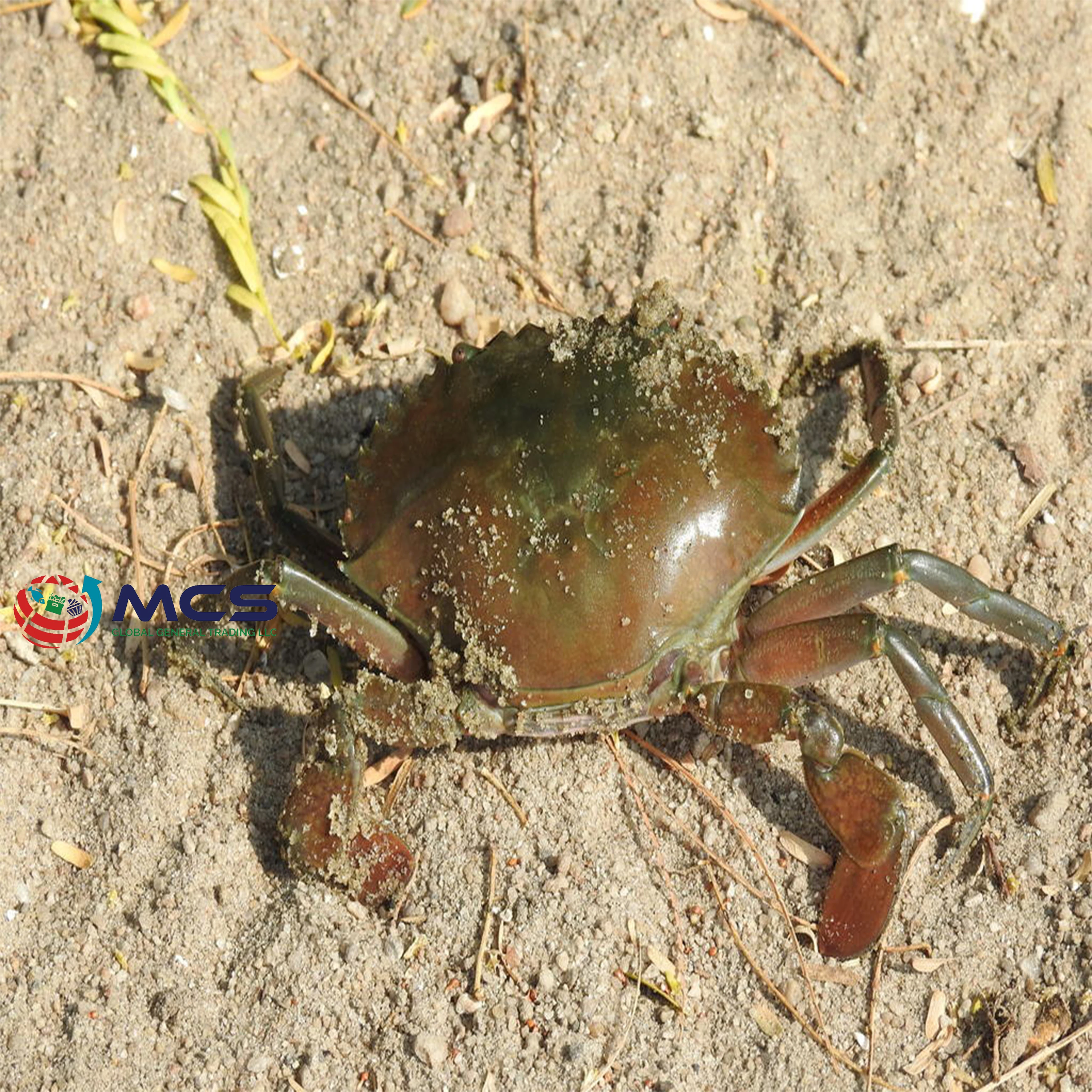 Premium Quality Exported Mud Crab Fresh Crabs For Wholesale Fresh Crab Live Seafood Mud At Best ...