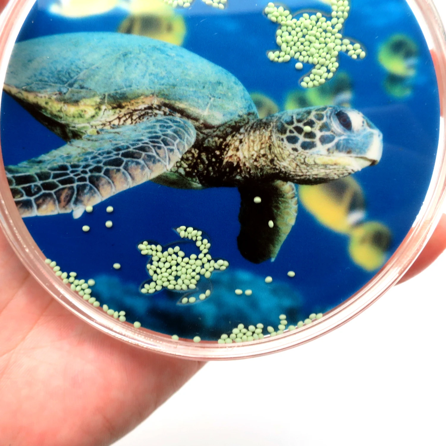 Sea Life Liquid Filled Acrylic Paperweight, Starfish with Floating ...