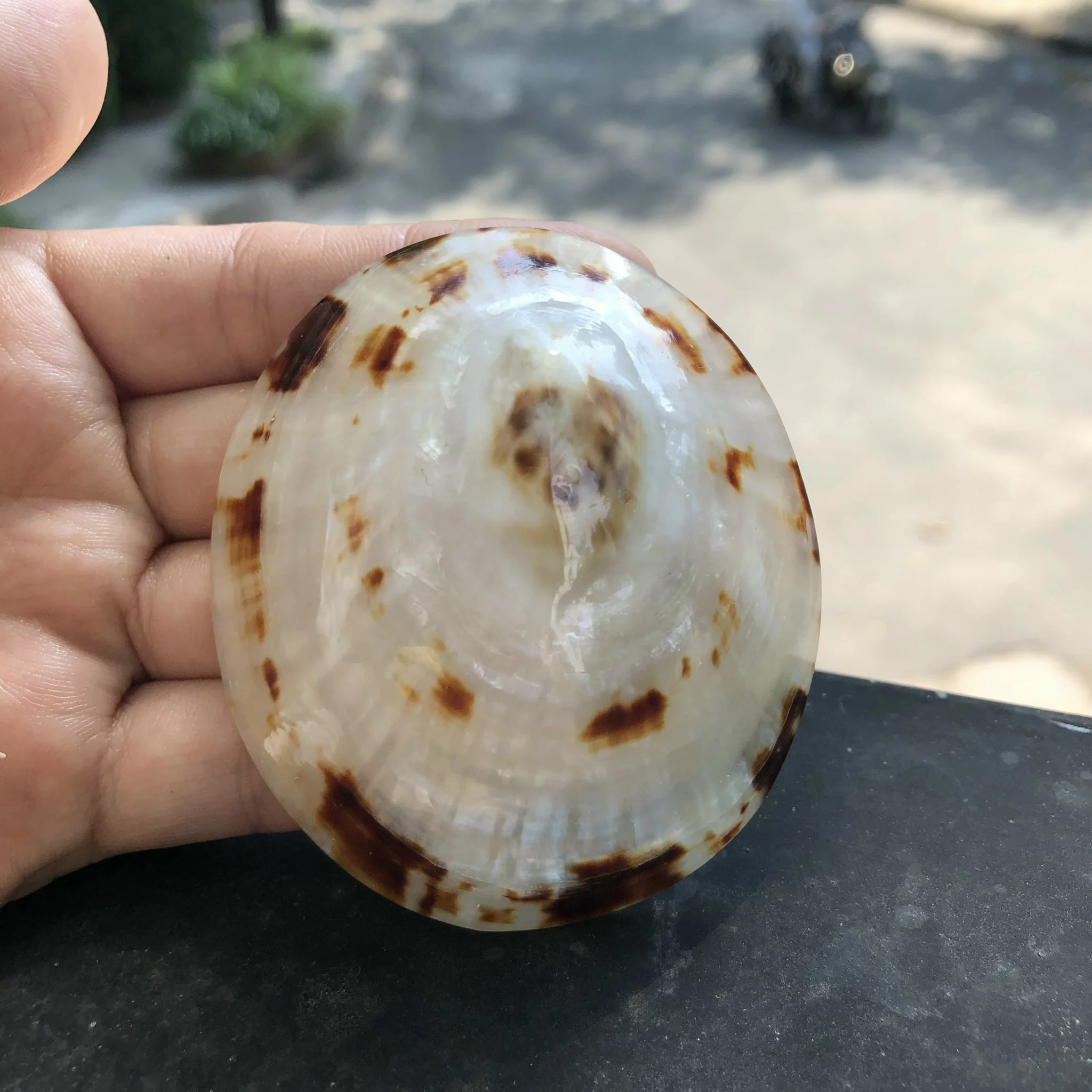Hot Trend Polished Pearl Banded Jade Turbo Shell / Natural Seashell ...