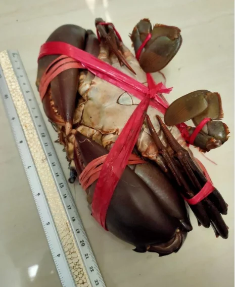 Whole Alaskan King Crab,Alaskan King Crab Legs,Fresh Frozen And Live ...