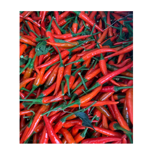 Frozen Red Chili High Spicy Level Of Viet Nam - Buy Organic Red Chili ...