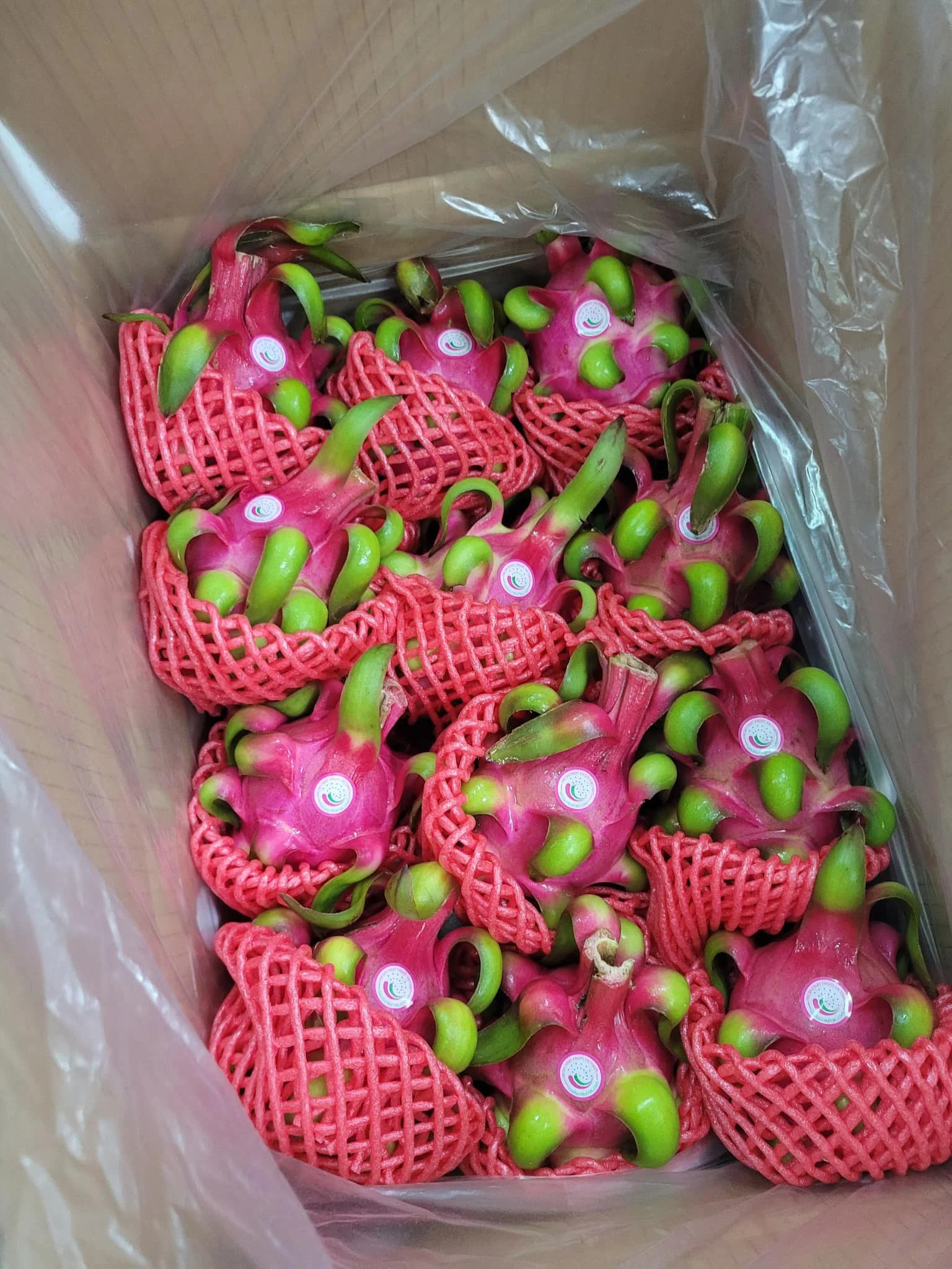 Pitahaya/pitaya High Quality - Dragon Fruit from Vietnam
