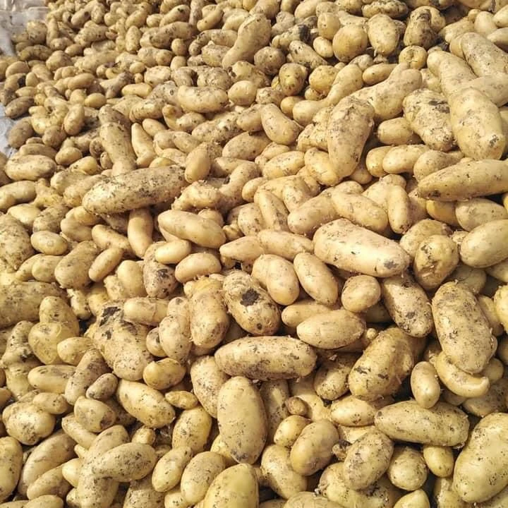 Fresh Potatoes From Egypt (spunta,Kara,Rosetta,Nicola,Diamante,Mondial ...