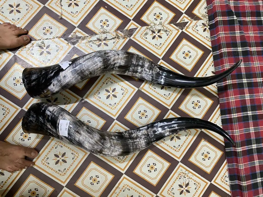 Mounted Steer Long Horns Pairs Polished Natural Color Eco Friendly ...