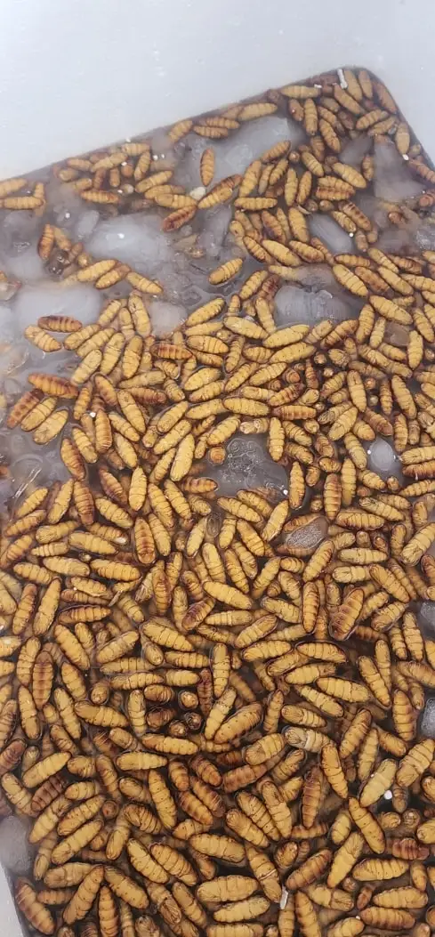 FROZEN SILKWORM PUPAE VIETNAM ORIGIN - High-Protein Snack