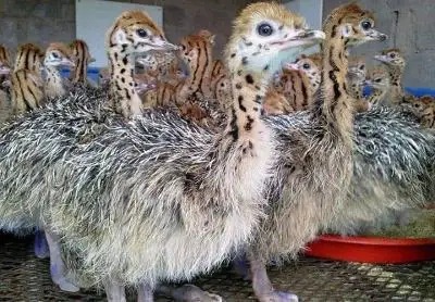 Wholesale Ostrich Chicks And Ostrich Eggs For Sale Mature Ostrich Chicks And Farm Products - Buy ...