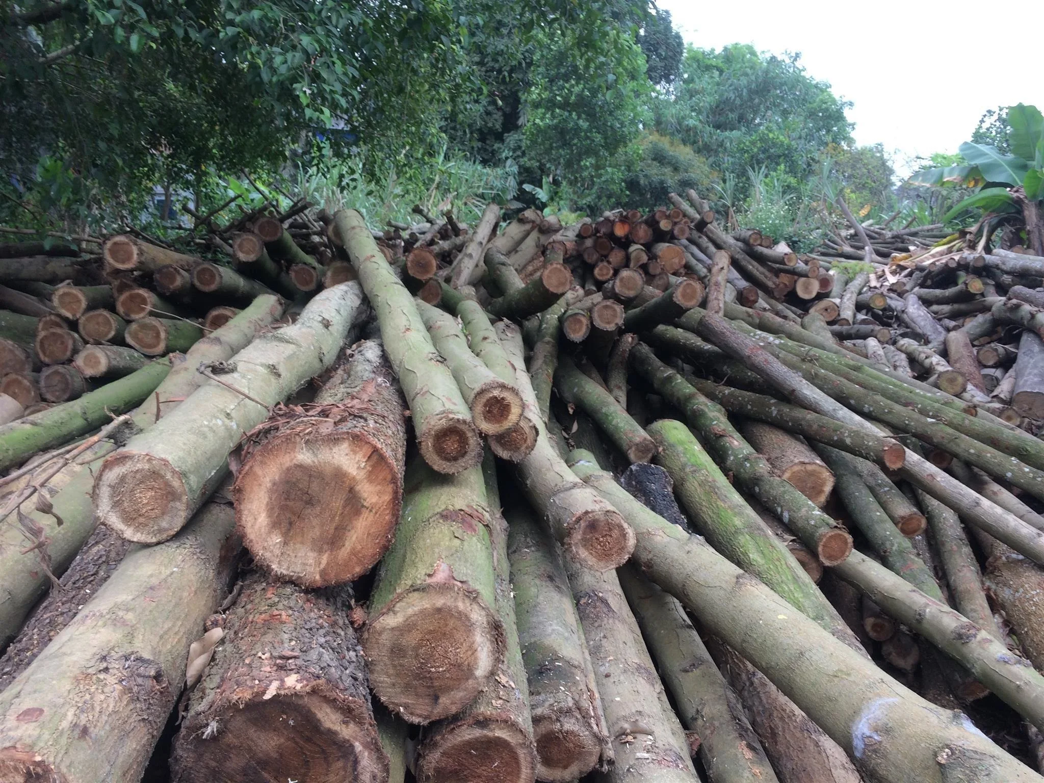 High Quality Acacia Logs from Vietnam - Sawn Timber Export