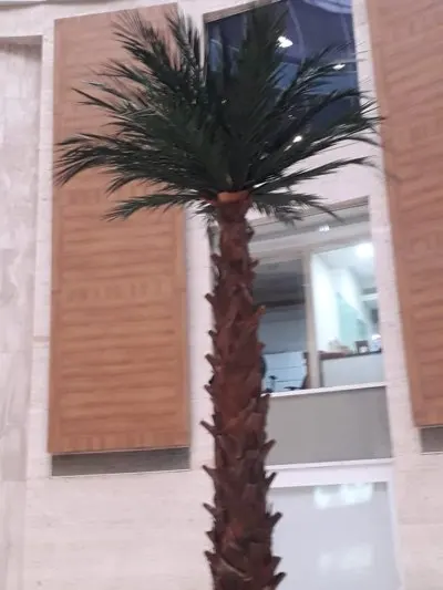 Wholesale Artificial Date Palm Tree For Indoor Decor Natural Preserve ...