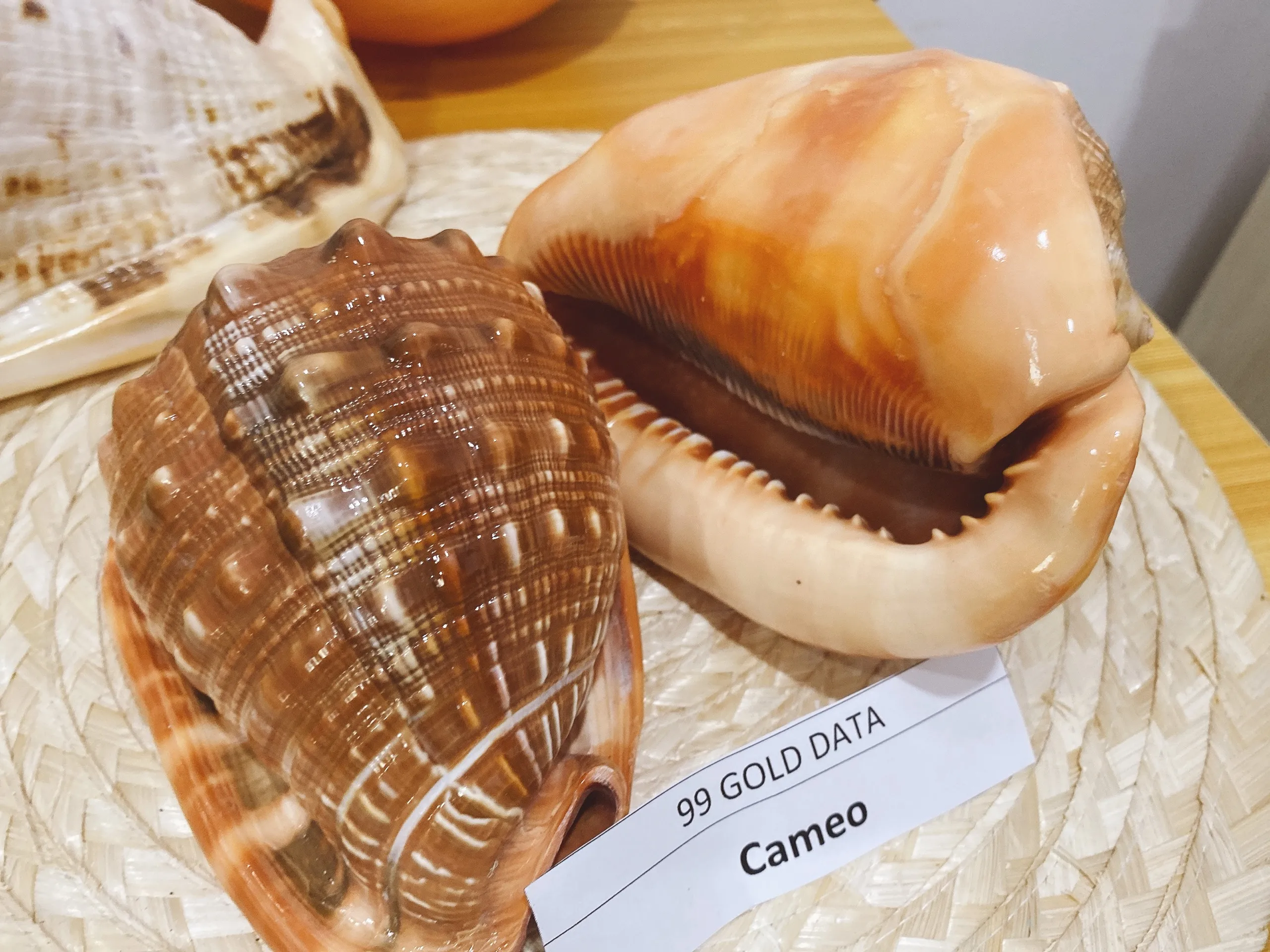 Wholesale Trumpet Triton Shells from Vietnam for Crafts