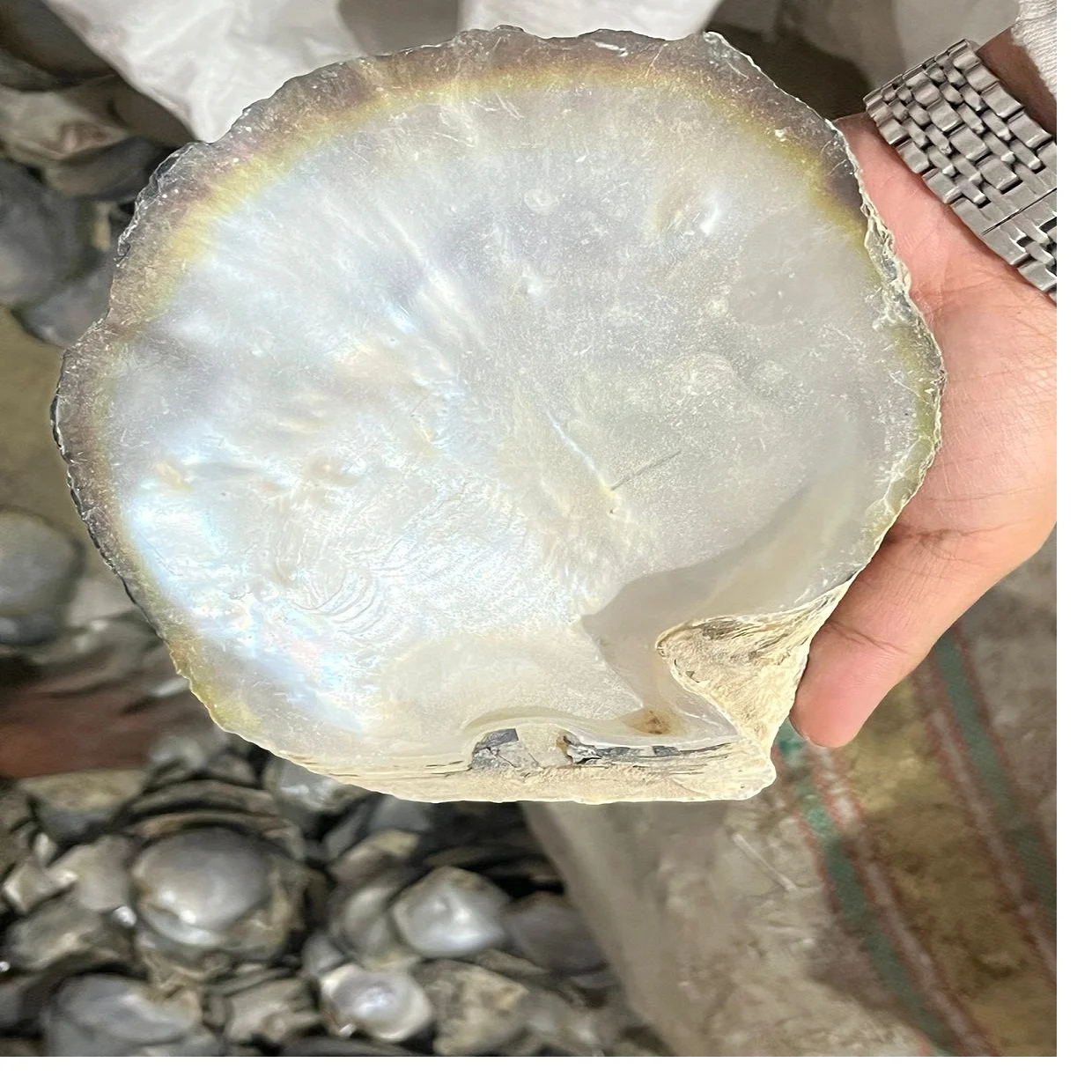 Natural Black Lip Mother of Pearl Shells - Perfect for Resale