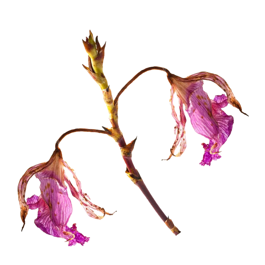 Diy Ingredient Dried Orchid Flowers Natural Retail And Wholesale Product Good Quality From