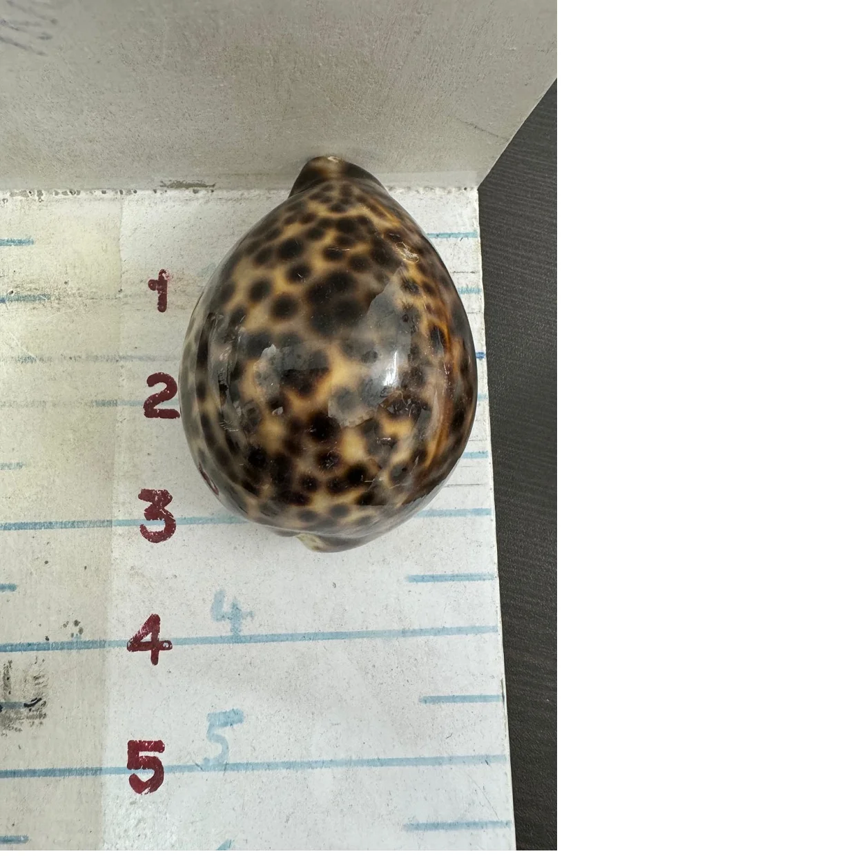 Custom Made Large Jumbo Size tiger Cowry Natural Sea Shells in Size 4 ...