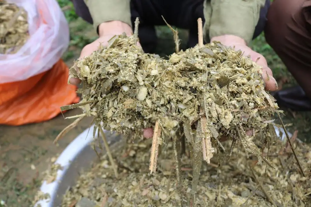 Bulk Quantity Corn Silage Silage Sheep Feed Corn Silage New Crop - Buy ...