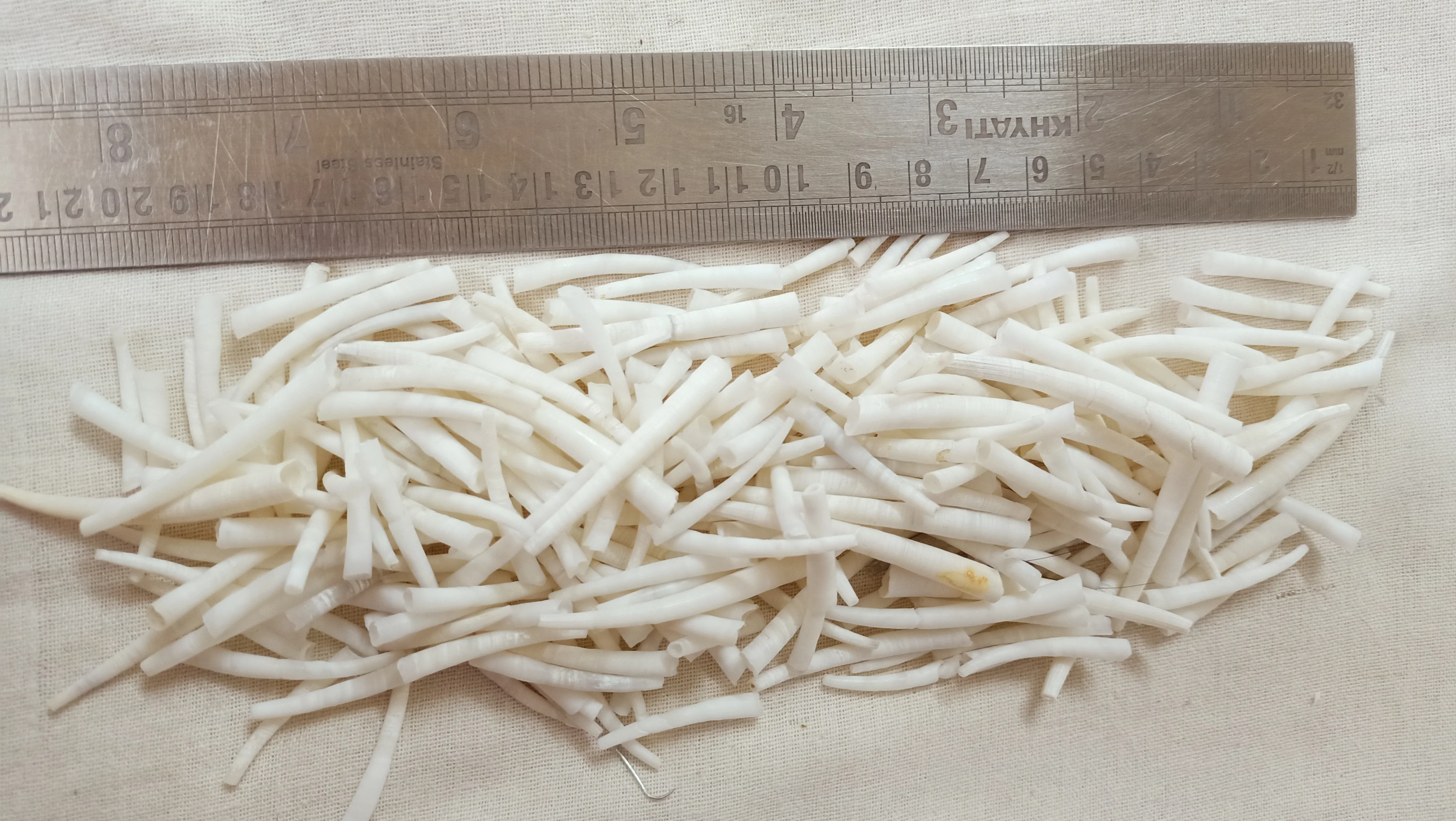 Natural Dentalium Tusk Sea Shells for Native Jewelry Design