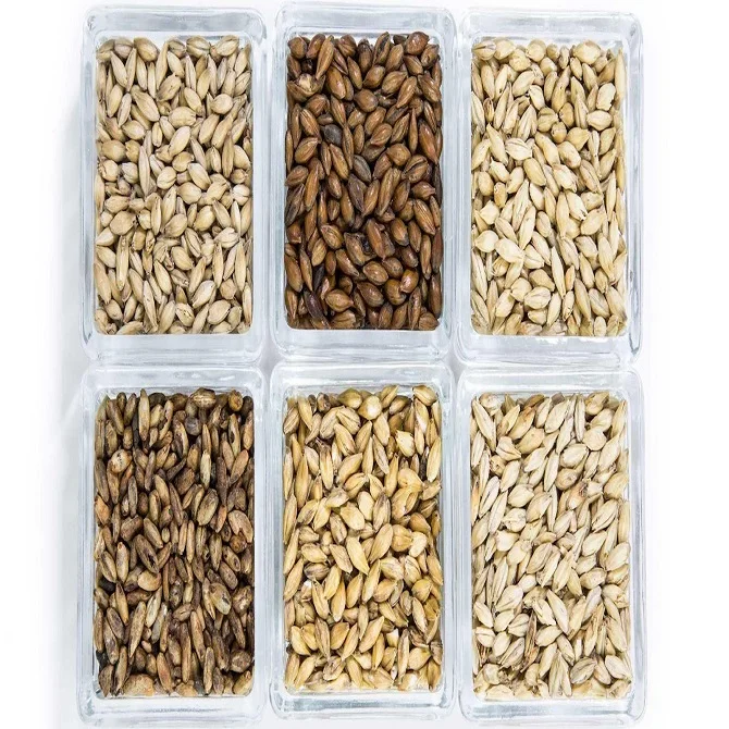 Non-gmo Russian Barley Grain / Quality Brown Grain For Beer & Animal ...
