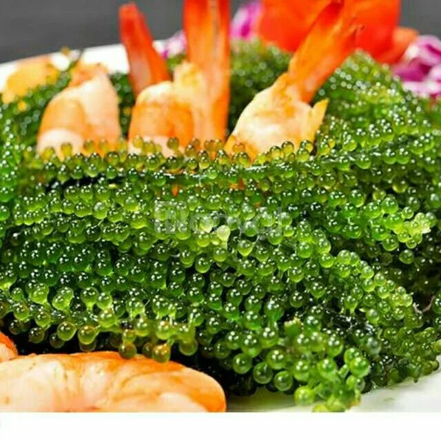 Best Exporter - Deh Sea Grapes/ Green Caviar 100% Natural Delicious/ A Gift From Nature With ...