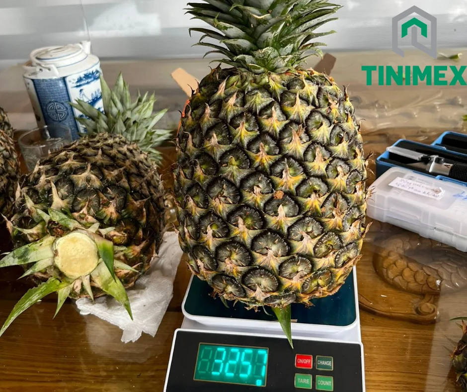 High Quality Cayenne Pineapples Fresh From Vietnam - Buy Pineapple ...