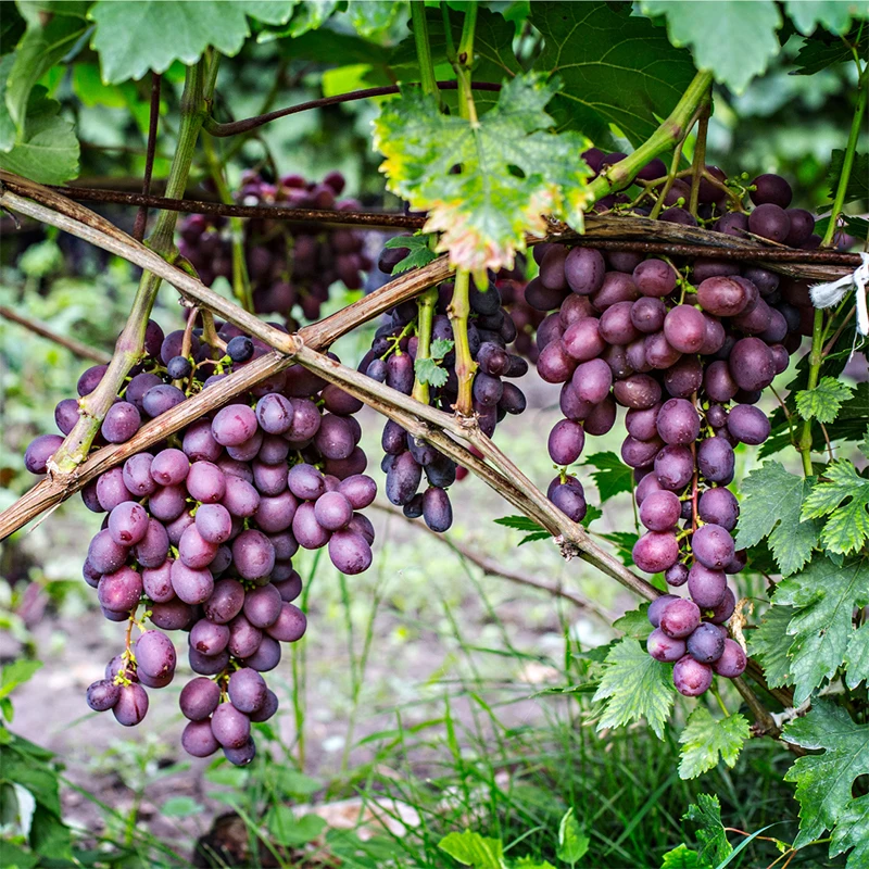Grapes Fresh Brazil High Quality Plants Agriculture Delicious Seeded ...