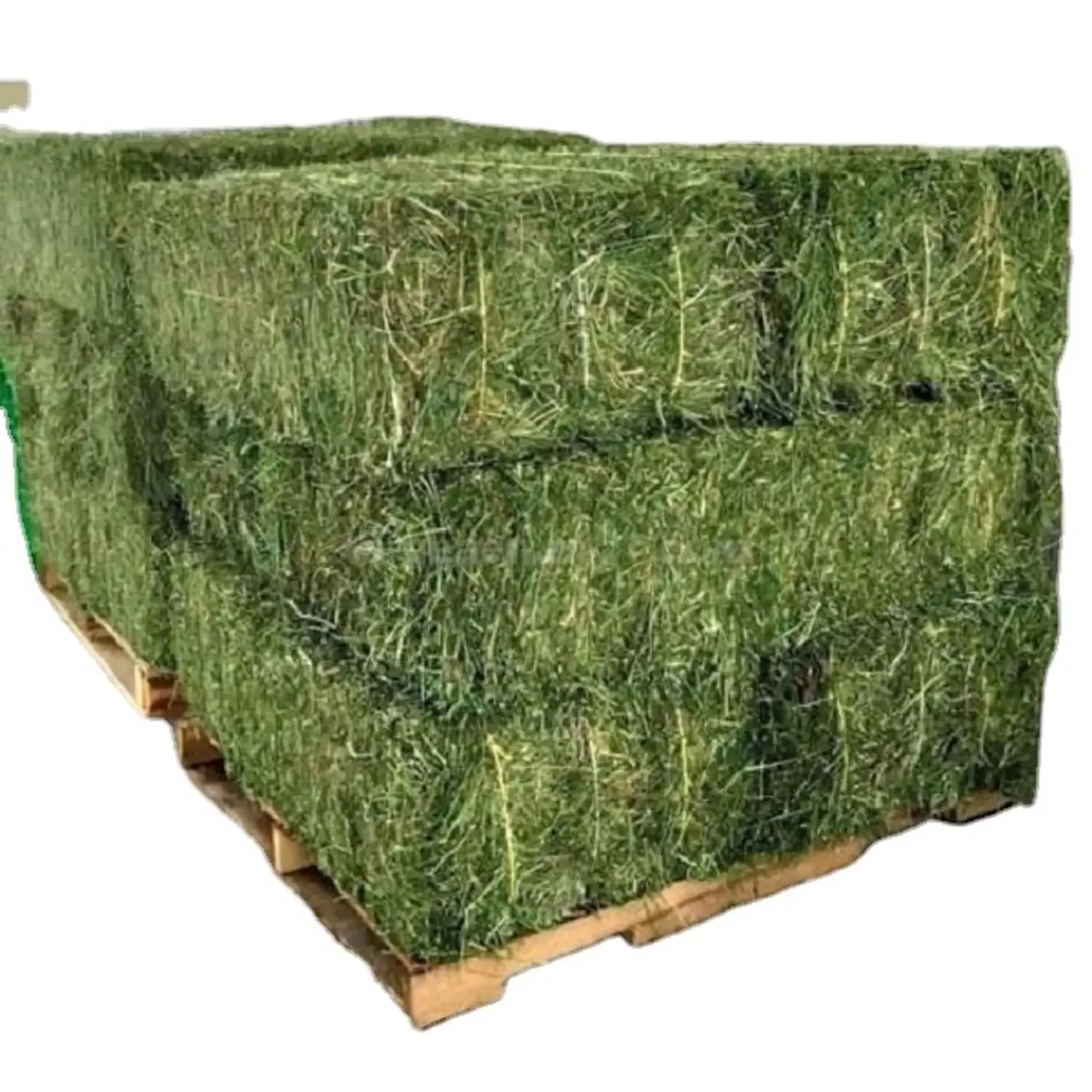 Double Compressed Premium Alfalfa Hay - Best Quality Alfalfa Hay For ...