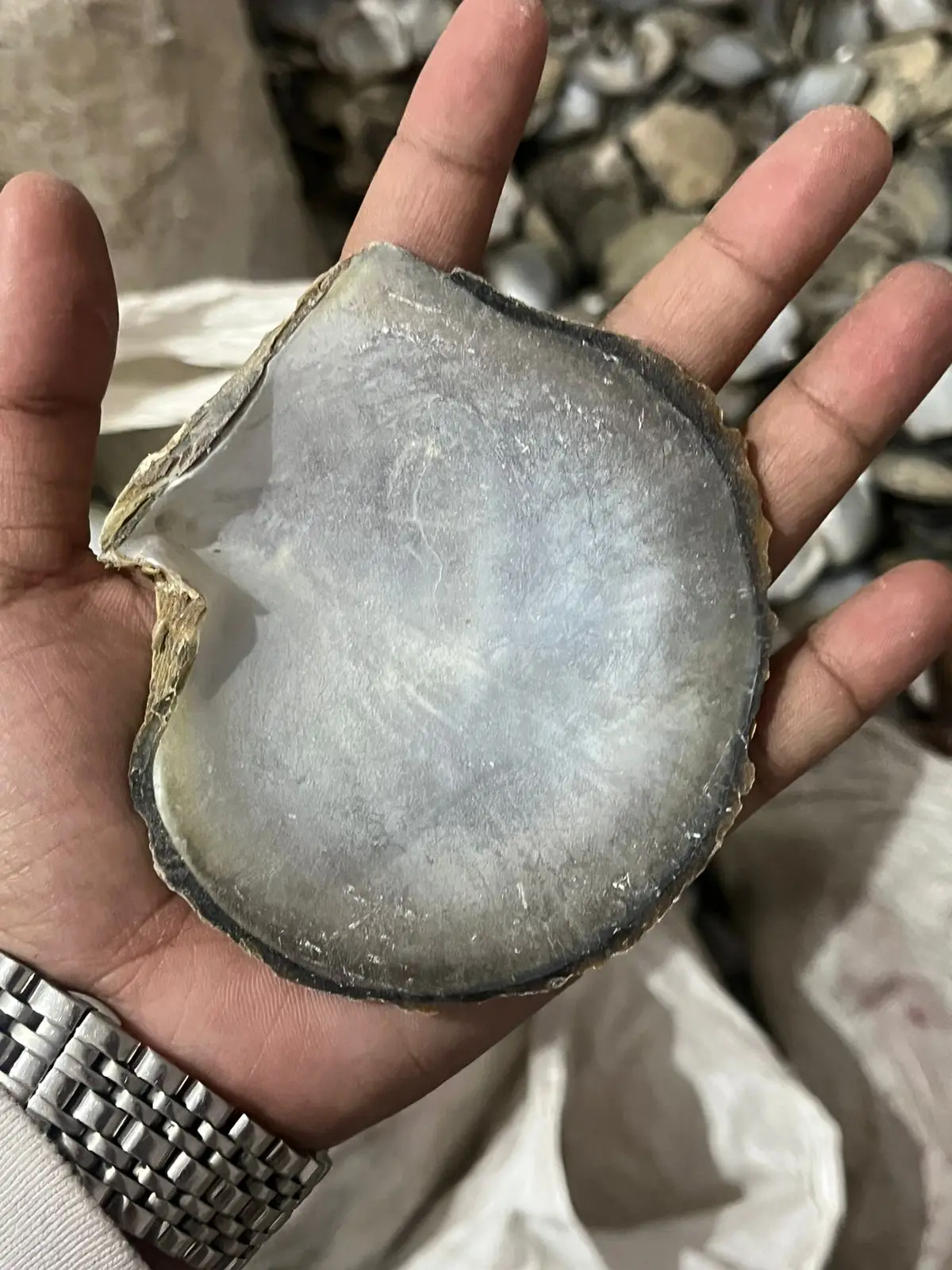 Natural Black Lip Mother of Pearl Shells - Perfect for Resale