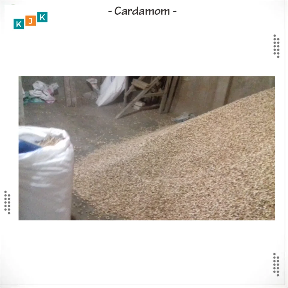 High Quality Cardamom For Export From Indonesia - Buy White Cardamom ...