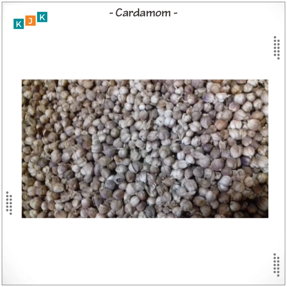 High Quality Cardamom For Export From Indonesia - Buy White Cardamom ...