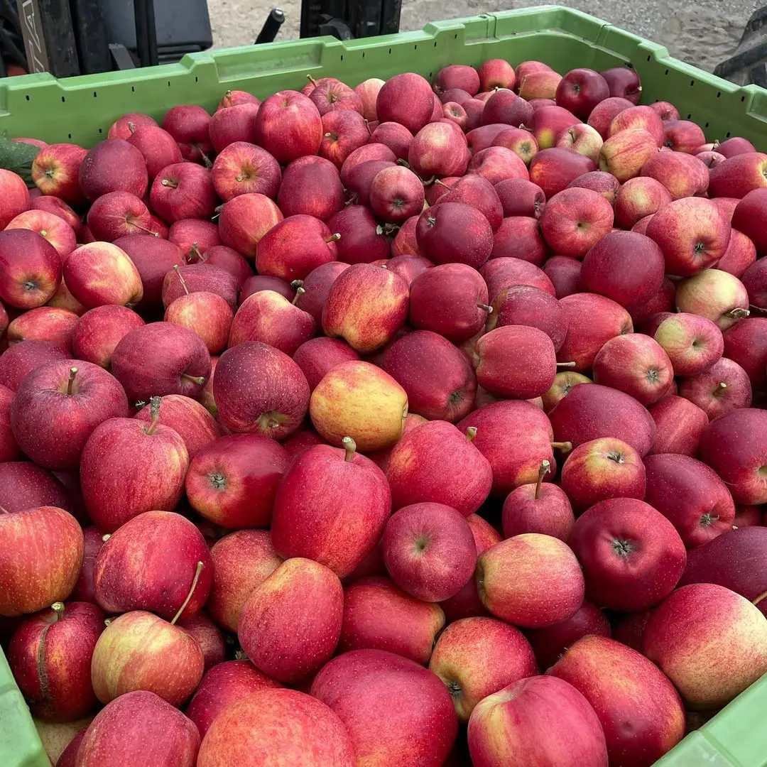 Shandong Yantai Fresh Red Fuji Apples Fruit - Buy Hot Sale China Export ...