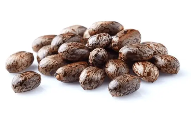 Wholesale Brown Color Single Spices Raw Castor Kernel/ Castor Seeds ...