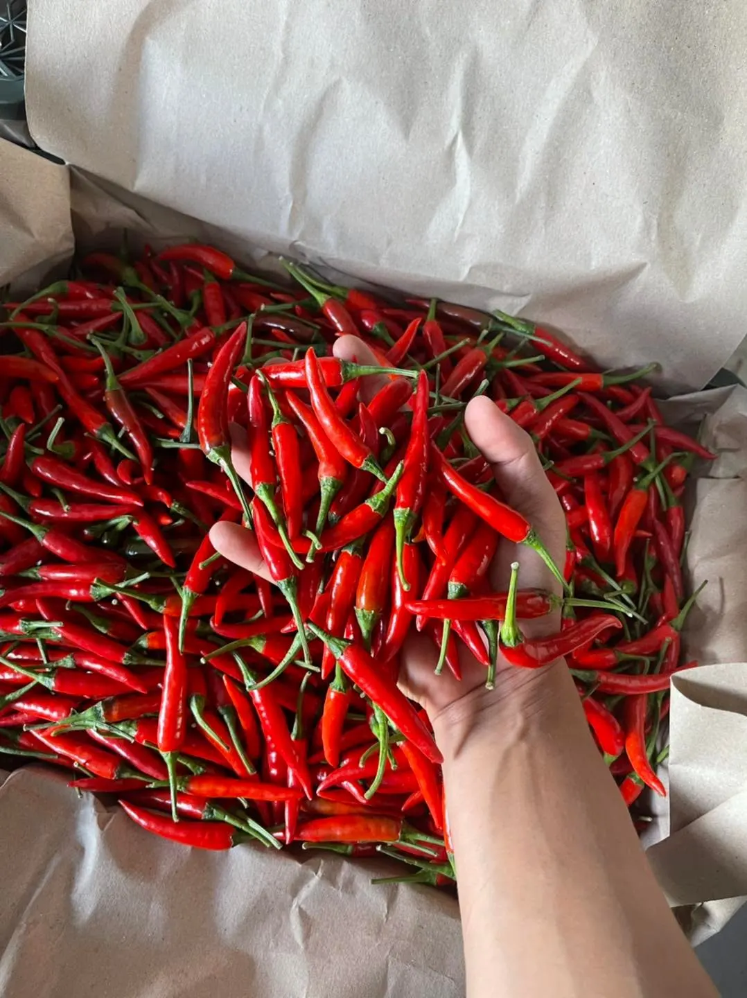 High Quality Fresh Red Chili From Viet Nam With Best Price - Buy Fresh ...