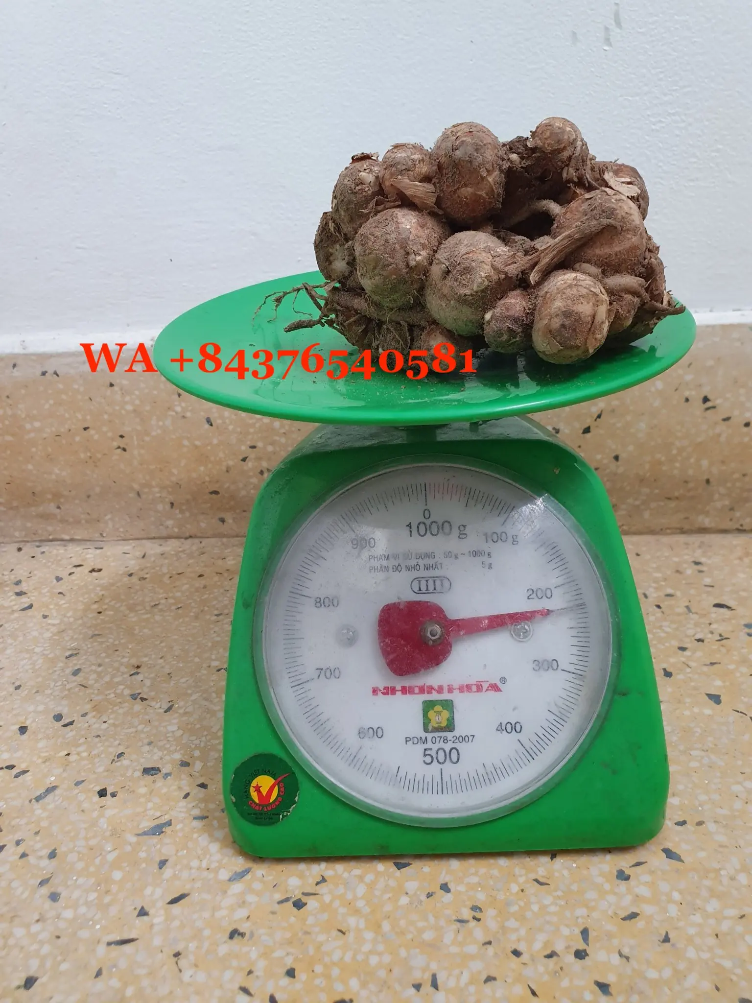 Fresh Kaempferia Galanga Sand Ginger,Lesser Galangal Cekur,Kencur ...