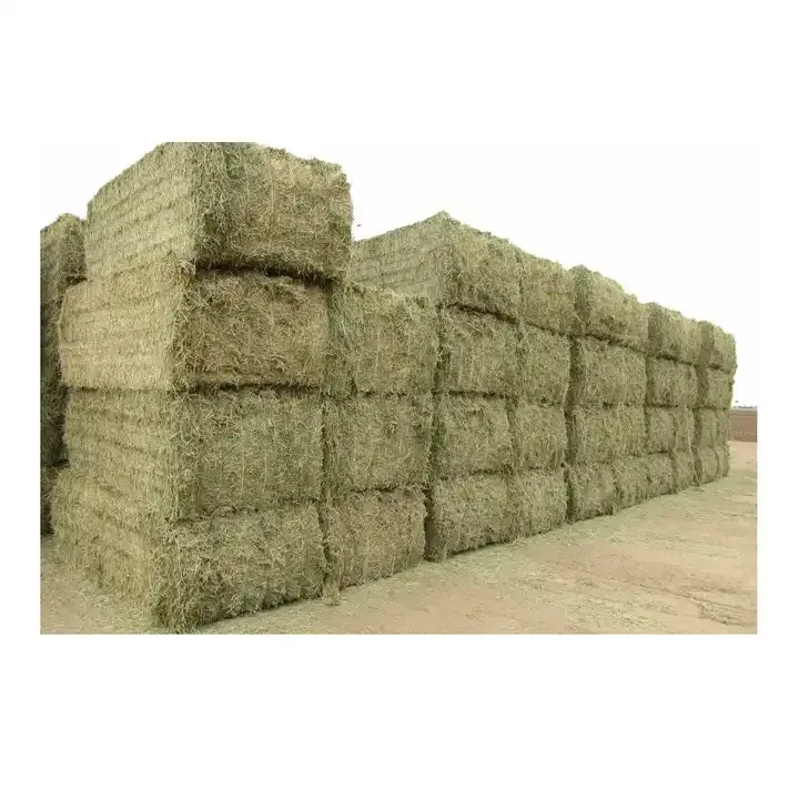 Double Compressed Premium Alfalfa Hay - Best Quality Alfalfa Hay For ...