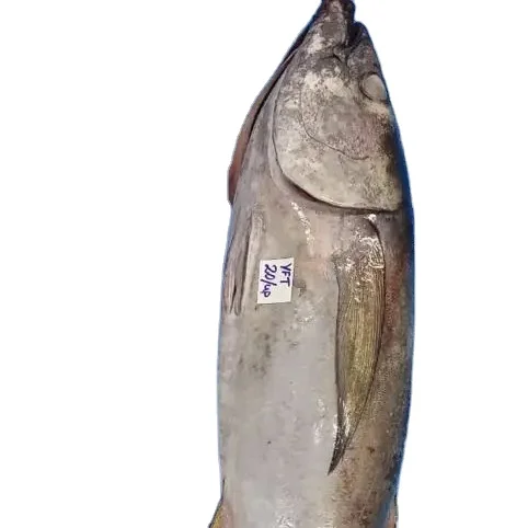 Frozen Yellowfin Tuna Fish Whole Round Top Quality Fish From India Top ...