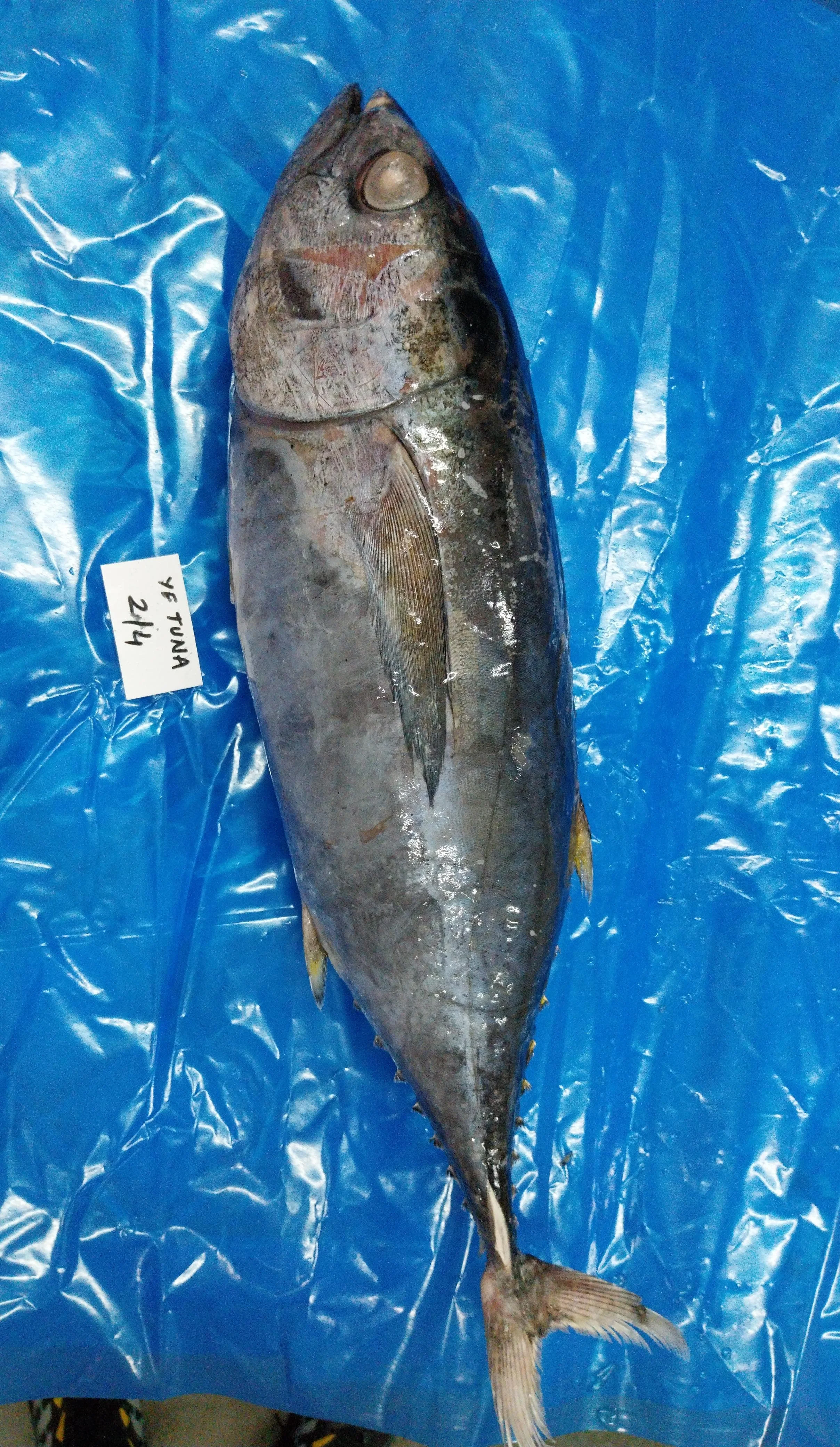 Frozen Yellowfin Tuna Whole - Buy Yellowfin Tuna,Yellowfin Tuna Fish ...