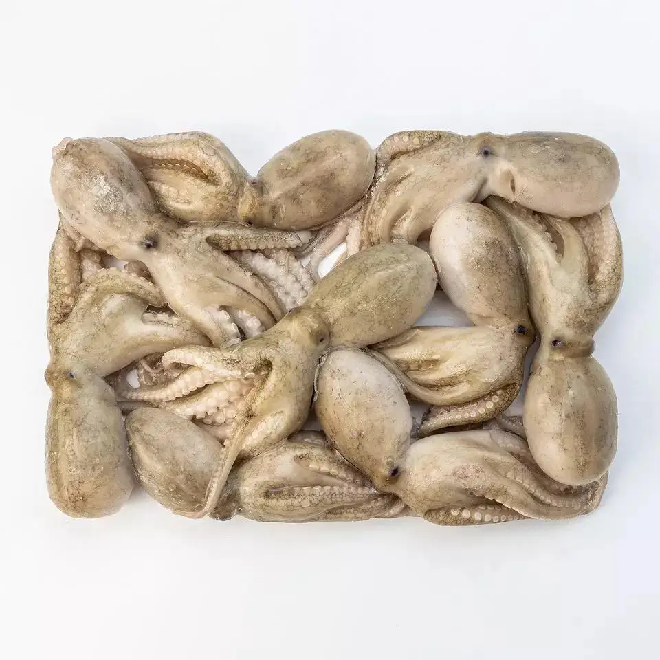 Frozen Octopus Sea Box Packing Origin Variety Place Model Catch Price ...