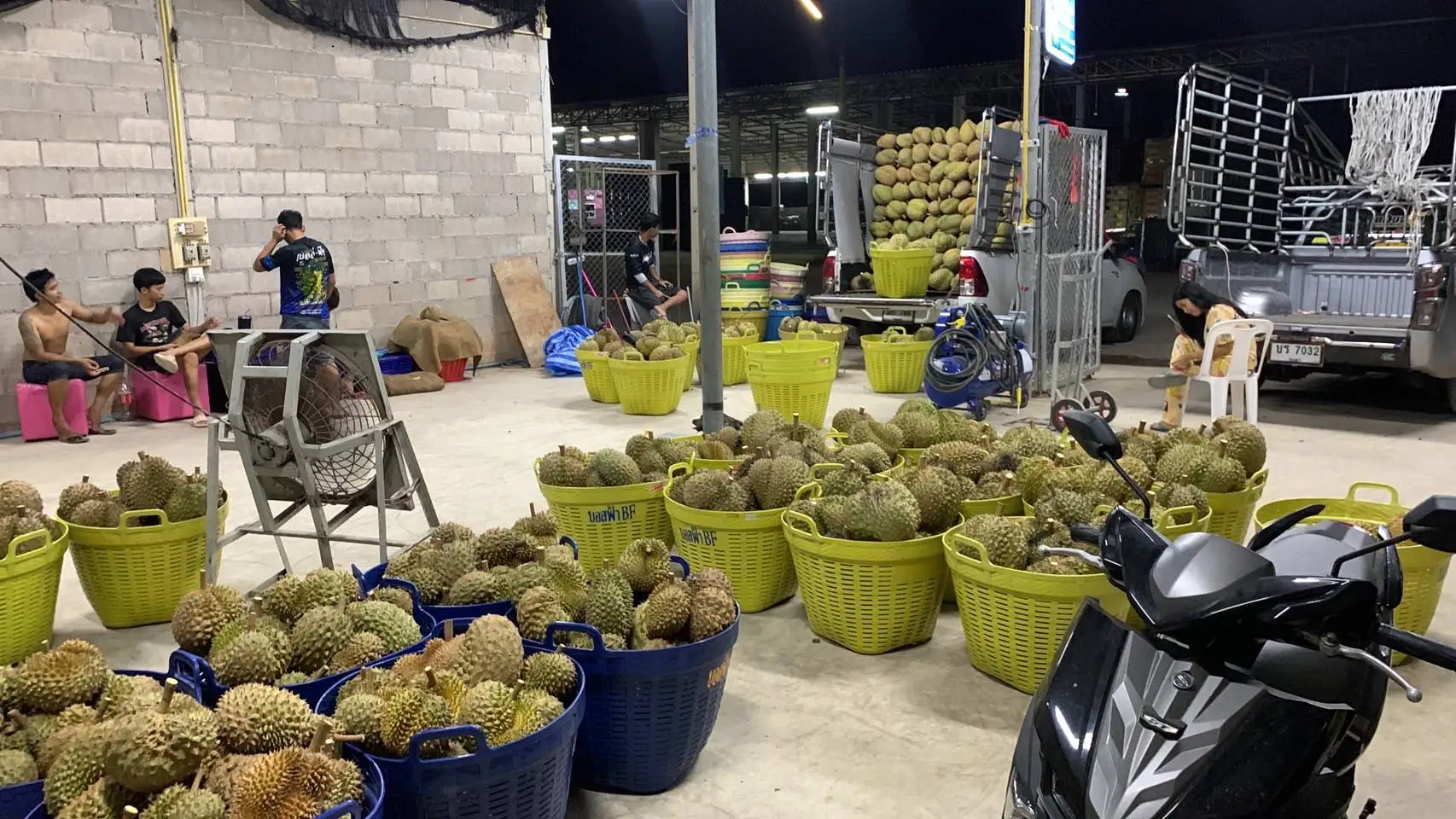 Premium Fresh Durian From Thailand 100% Natural Premium Grade Of Durian ...