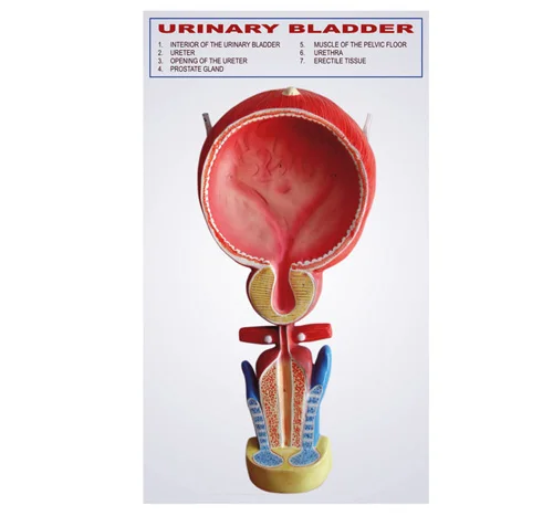 Human Urinary Bladder Model Medical Human Anatomic Anatomical Models ...
