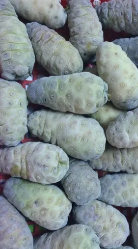 Wholesale Frozen Fresh Noni Fruit Bulk High Quality - Buy Frozen Noni ...
